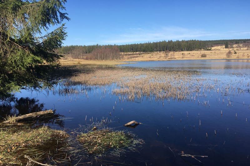 Fagnes et Schwarzsee